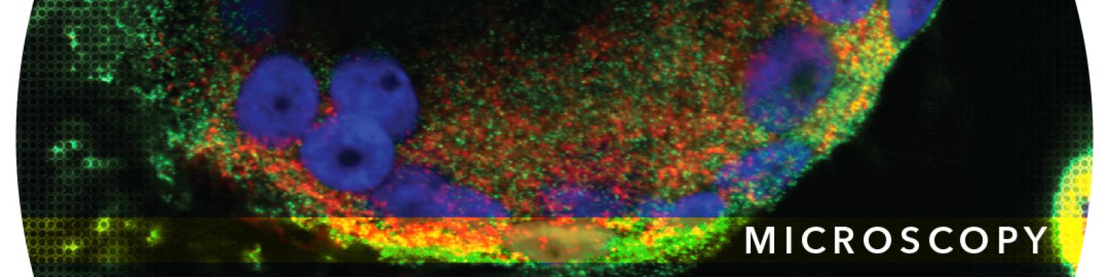 Microscopy | GW Nanofabrication & Imaging Center | The George ...